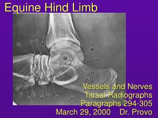 PPT - Equine Hind Limb PowerPoint Presentation, free download - ID:1030759