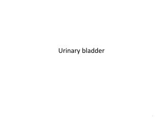 PPT - Bladder Exstrophy PowerPoint Presentation - ID:7932163