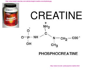 PPT - CREATINE PowerPoint Presentation, free download - ID:1080694