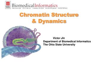PPT - Sex chromatin bodies Barr body PowerPoint Presentation - ID:850138