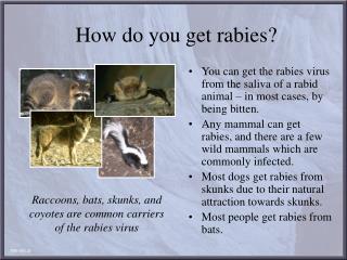 PPT - Rabies PowerPoint Presentation - ID:5593868