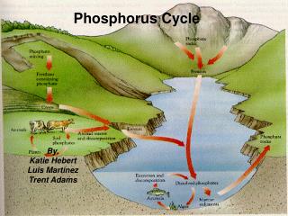 PPT - The Phosphorus Cycle PowerPoint Presentation - ID:2622428