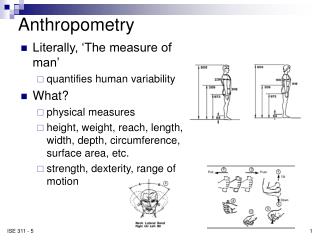 PPT - Anthropometry PowerPoint Presentation - ID:5476396