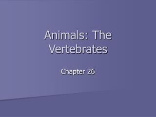 PPT - Animals: The Vertebrates PowerPoint Presentation, free download ...