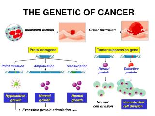 PPT - THE GENETIC OF CANCER PowerPoint Presentation, free download - ID ...