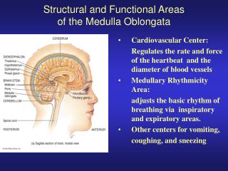 PPT - Structural and Functional Areas of the Medulla Oblongata ...