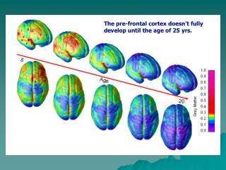 PPT - The pre-frontal cortex doesn’t fully develop until the age of 25 ...