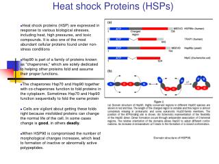 PPT - Heat Shock Proteins, Hsp90 Inhibitors, and Protein Degradation ...