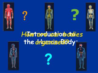 PPT - Introduction to the Human Body: PowerPoint Presentation, free ...