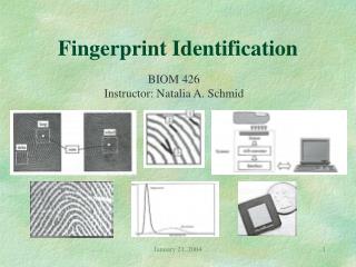 PPT - Fingerprint Identification PowerPoint Presentation, free download ...
