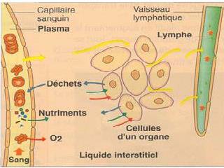 PPT - LA LYMPHE PowerPoint Presentation - ID:4588651