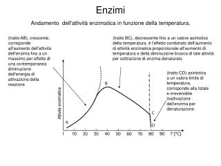 PPT - Gli enzimi PowerPoint Presentation - ID:5739910