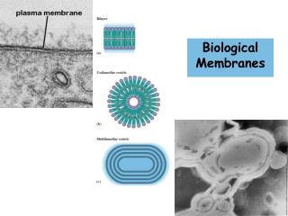 PPT - Biological Membranes PowerPoint Presentation, free download - ID ...