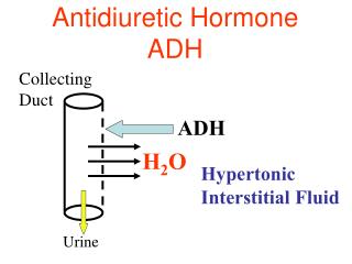 PPT - Antidiuretic Hormone ADH PowerPoint Presentation, free download ...