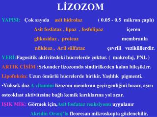 PPT - LİZOZOM PowerPoint Presentation, free download - ID:1478060
