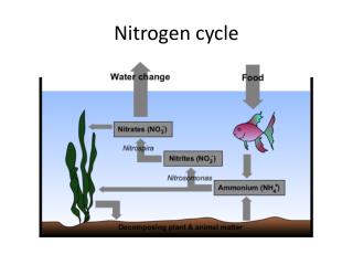 PPT - Nitrogen cycle PowerPoint Presentation, free download - ID:1530777