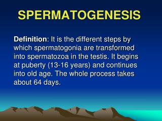 PPT - SPERMATOGENESIS PowerPoint Presentation, free download - ID:1718396