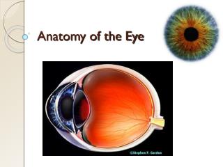 PPT - Anatomy of the Eye PowerPoint Presentation, free download - ID ...