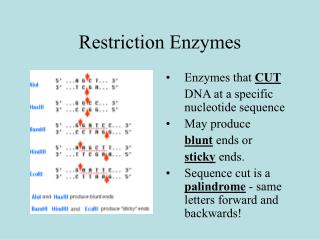 PPT - Restriction Enzymes PowerPoint Presentation, free download - ID ...