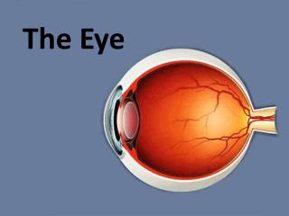 PPT - The Eye PowerPoint Presentation, free download - ID:1761288