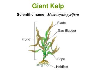 PPT - Giant Kelp Scientific name: Macrocystis pyrifera PowerPoint ...