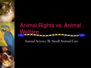 PPT - Animal Rights vs. Animal Welfare PowerPoint Presentation, free ...