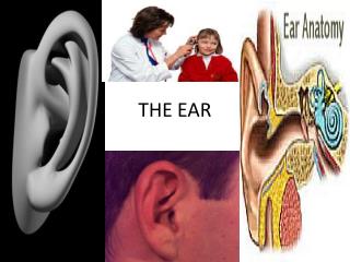 PPT - THE EAR PowerPoint Presentation, free download - ID:1805221