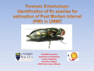 PPT - Forensic Entomology: PowerPoint Presentation, free download - ID ...