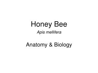 PPT - Honey Bee Apis mellifera Anatomy & Biology PowerPoint ...