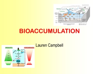 PPT - Bioaccumulation and Biomagnification PowerPoint Presentation - ID ...