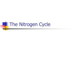 PPT - The Nitrogen Cycle PowerPoint Presentation, free download - ID ...