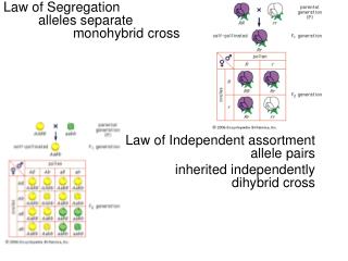 PPT - Monohybrid Cross PowerPoint Presentation - ID:2225907