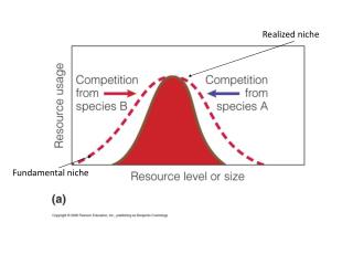 PPT - FUNDAMENTAL 5 PowerPoint Presentation - ID:1035671