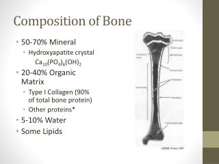 PPT - Composition of Bone PowerPoint Presentation, free download - ID ...