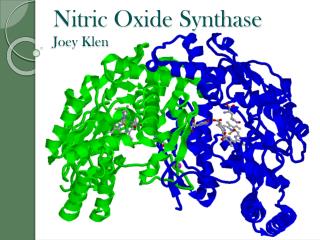 PPT - Nitric Oxide Synthase Joey Klen PowerPoint Presentation, free ...