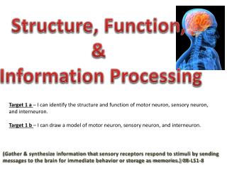 PPT - Structure, Function , & Information Processing PowerPoint Presentation - ID:1902119