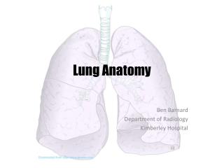PPT - Lung Anatomy PowerPoint Presentation, free download - ID:1921812