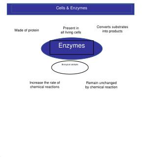 PPT - ENZYMES IN BIOLOGICAL WASHING POWDERS PowerPoint Presentation ...