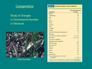 PPT - Cytogenetics PowerPoint Presentation, free download - ID:1957303