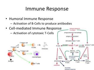 PPT - Immune Response PowerPoint Presentation, free download - ID:1958278