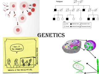 PPT - Genetics PowerPoint Presentation, free download - ID:1967251