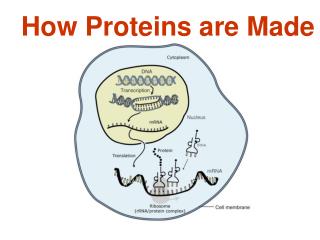 PPT - How Proteins are Made PowerPoint Presentation, free download - ID ...
