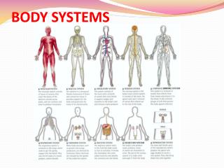 PPT - BODY SYSTEMS PowerPoint Presentation, free download - ID:1984174