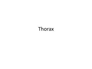 PPT - Thorax PowerPoint Presentation, free download - ID:1984999