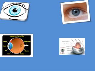 PPT - Human Eye PowerPoint Presentation, free download - ID:1999472