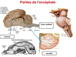PPT - Parties de l’encéphale PowerPoint Presentation, free download ...