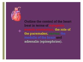 PPT - Neurogenic and Myogenic hearts PowerPoint Presentation - ID:1016759