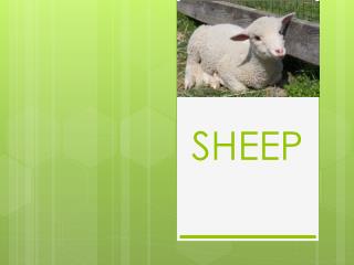 PPT - SHEEP PowerPoint Presentation, free download - ID:2006962