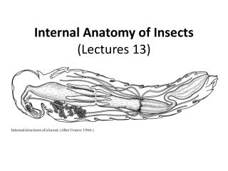 PPT - Internal Anatomy of Insects (Lectures 13) PowerPoint Presentation ...