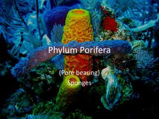 PPT - Phylum Porifera PowerPoint Presentation, free download - ID:2017409